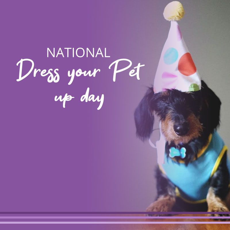Celebrate National Dress Up Your Pet Day! | Hunkydory Crafts